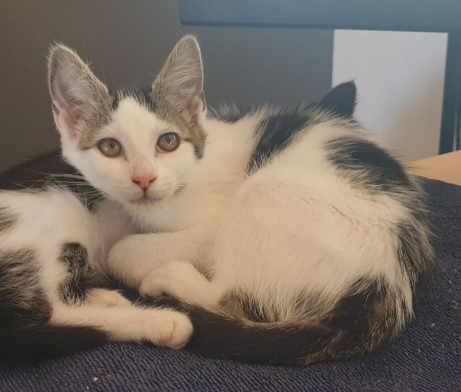 Jazzy - Female Domestic Short Hair Cat in NSW - PetRescue