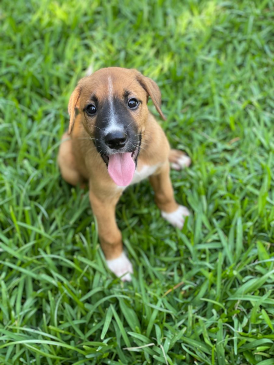 Vixen - Large Female German Shepherd Mix Dog in QLD - PetRescue