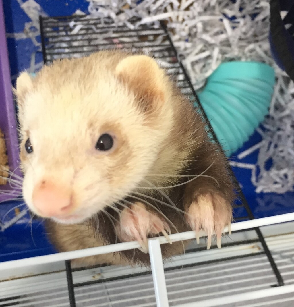 Cutie Pie - Female Ferret Rodent in VIC - PetRescue