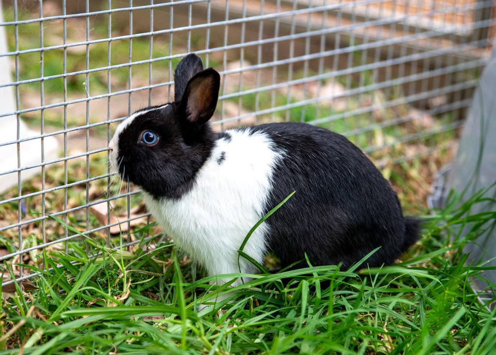 Turtle - Male Bunny Rabbit Mix Rabbit in NSW - PetRescue