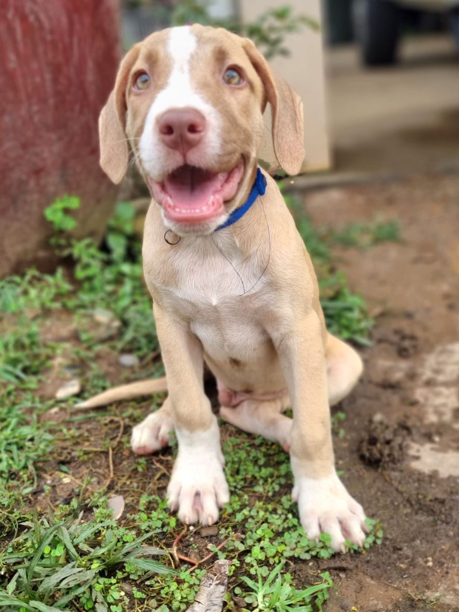Grady - Medium Male Bull Arab Mix Dog in QLD - PetRescue