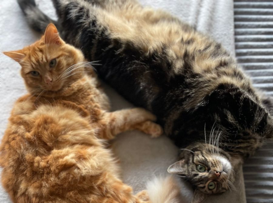 Miku & Loki - Male Domestic Short Hair Cat in VIC - PetRescue