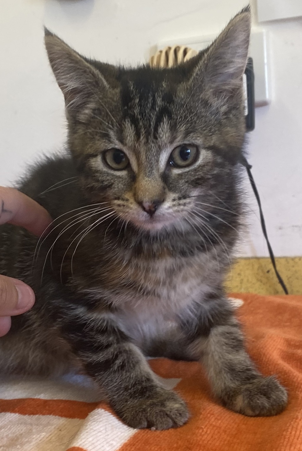 Loretta - Female Domestic Short Hair Mix Cat in VIC - PetRescue