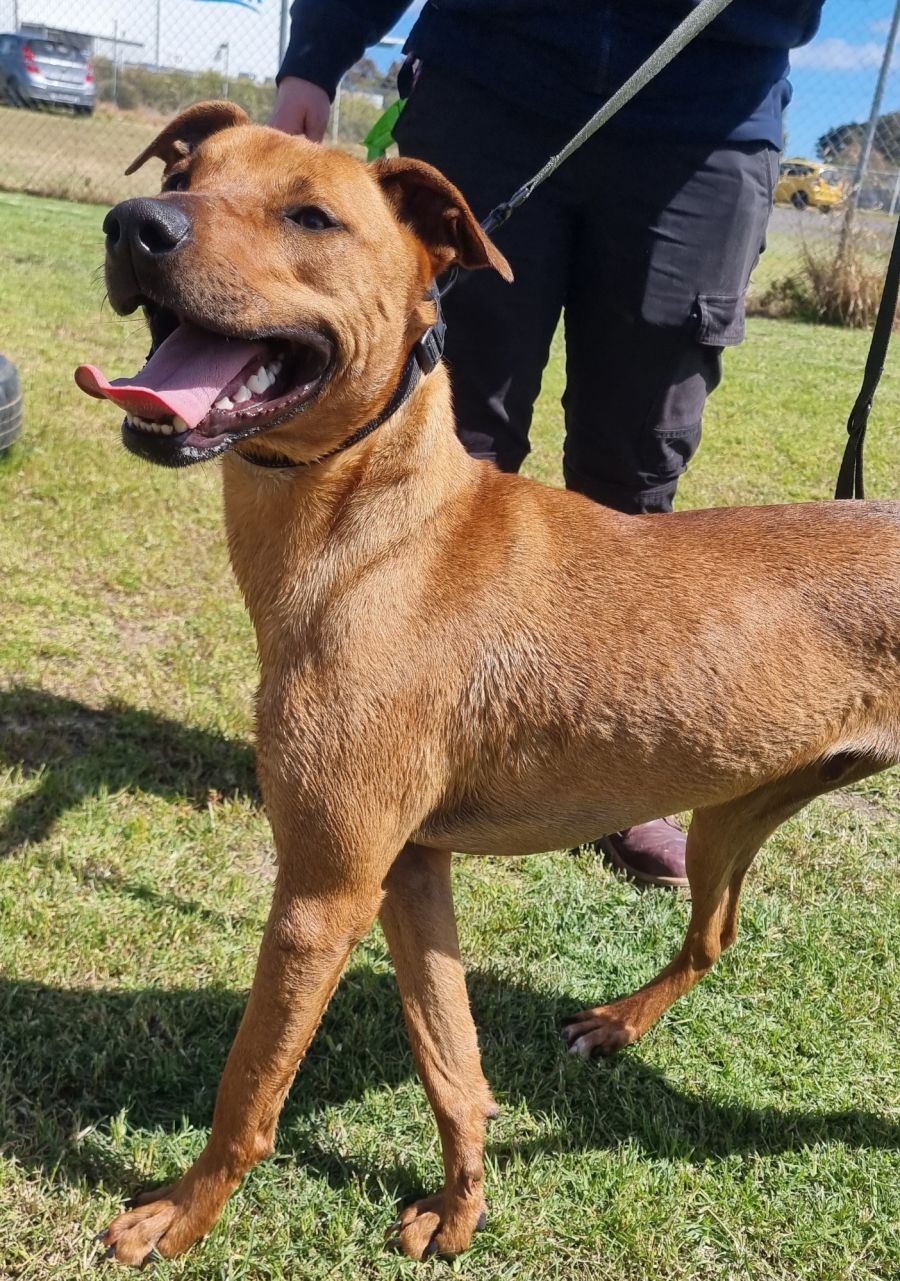 Shark - 58890 - Large Male Rhodesian Ridgeback Mix Dog in VIC - PetRescue