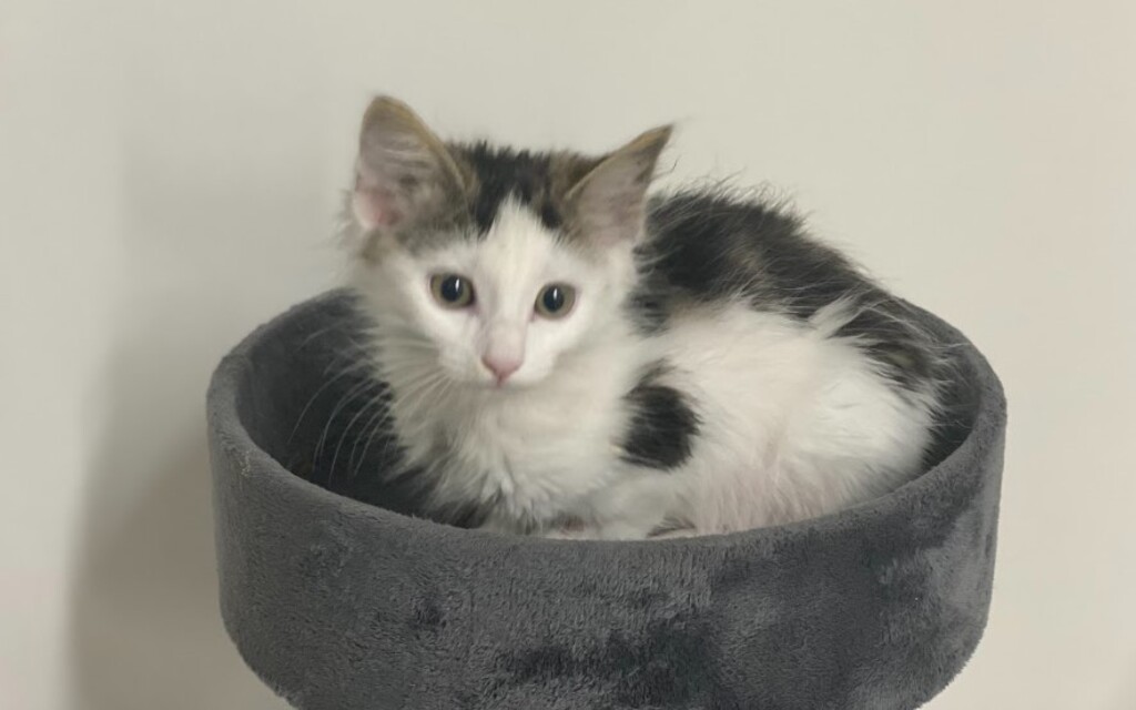 Kate - Female Domestic Medium Hair Mix Cat in VIC - PetRescue