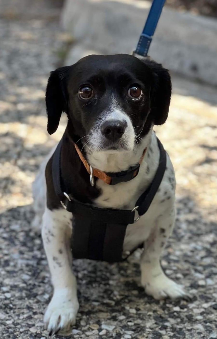 Tammy - Small Female Cavalier King Charles Spaniel Dog in VIC - PetRescue