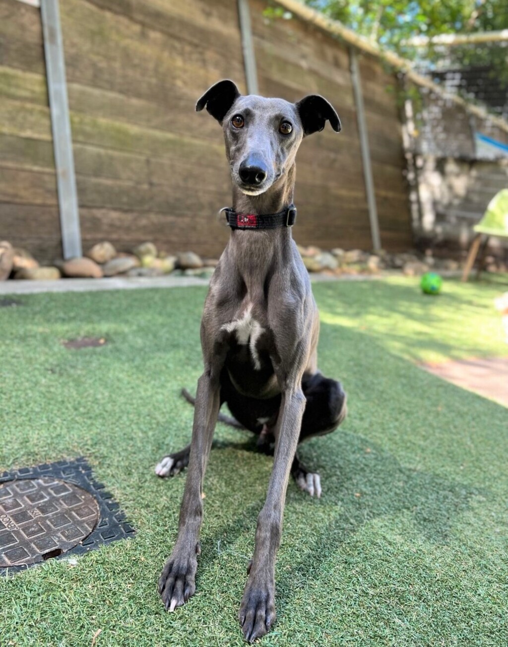 Asher - Medium Male Whippet Dog in VIC - PetRescue