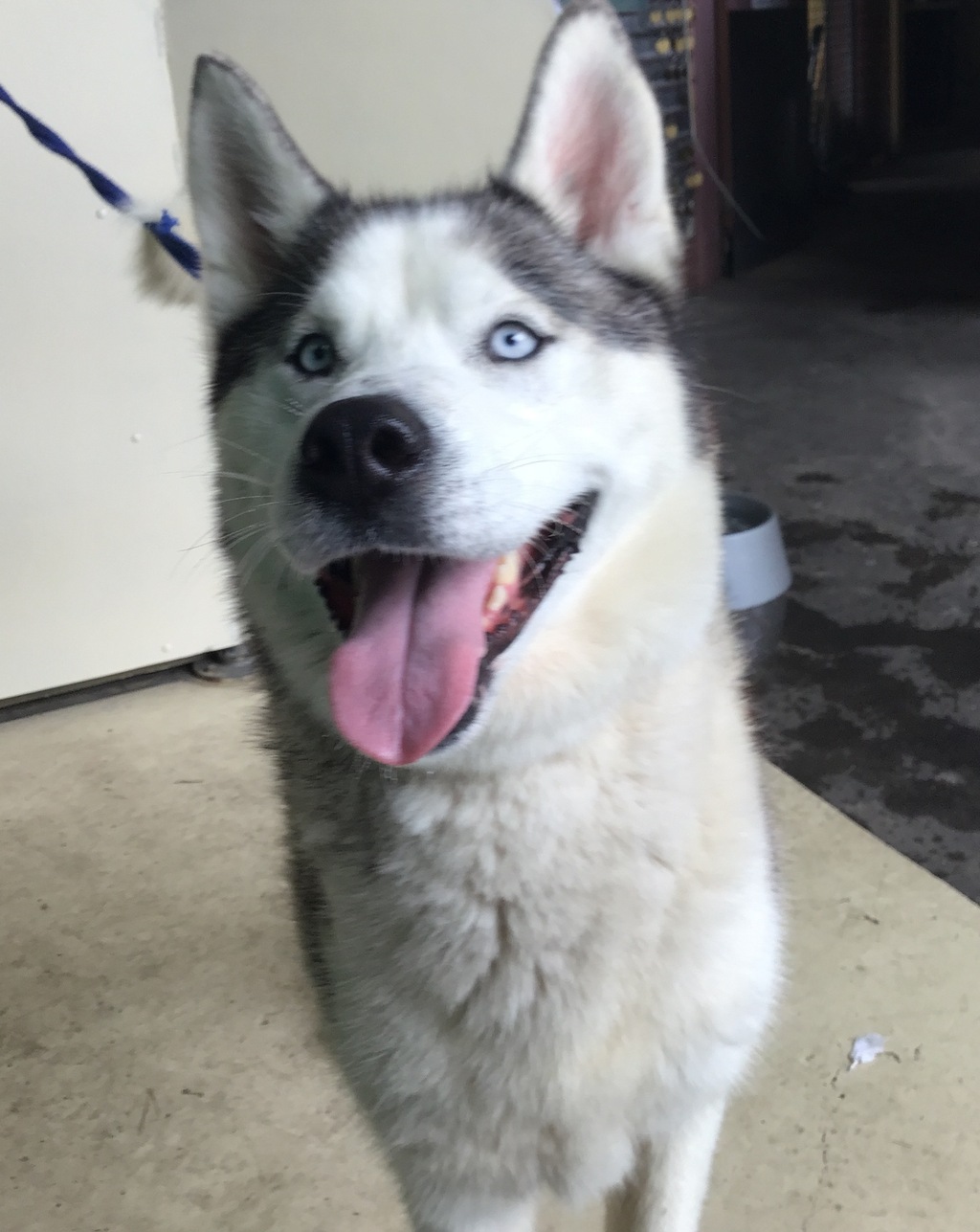 Sapphire - Large Female Siberian Husky Mix Dog in VIC - PetRescue