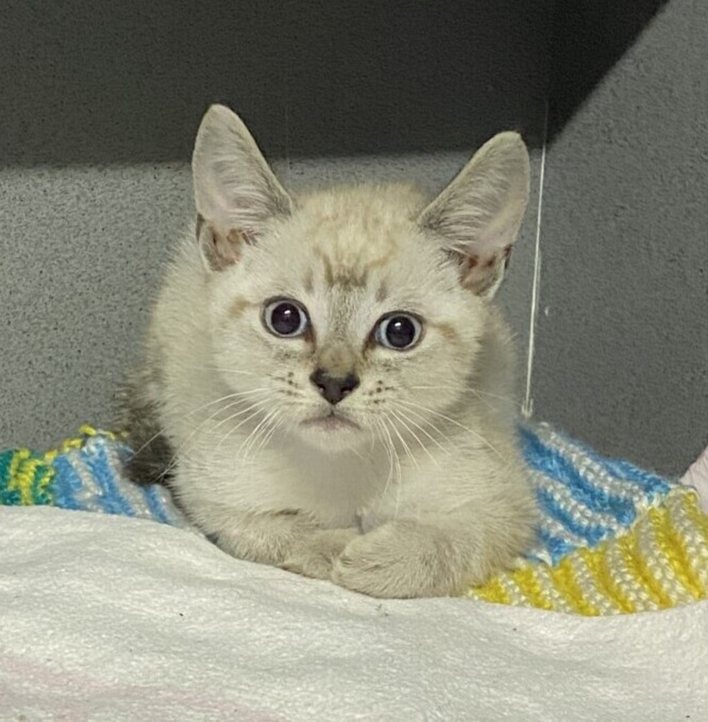 Harley - Male Layanese Mix Cat in QLD - PetRescue