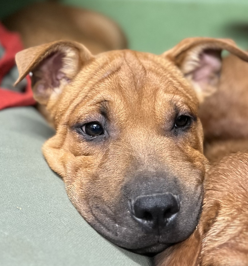 Bradford - Medium Male Shar Pei x American Staffordshire Bull Terrier ...