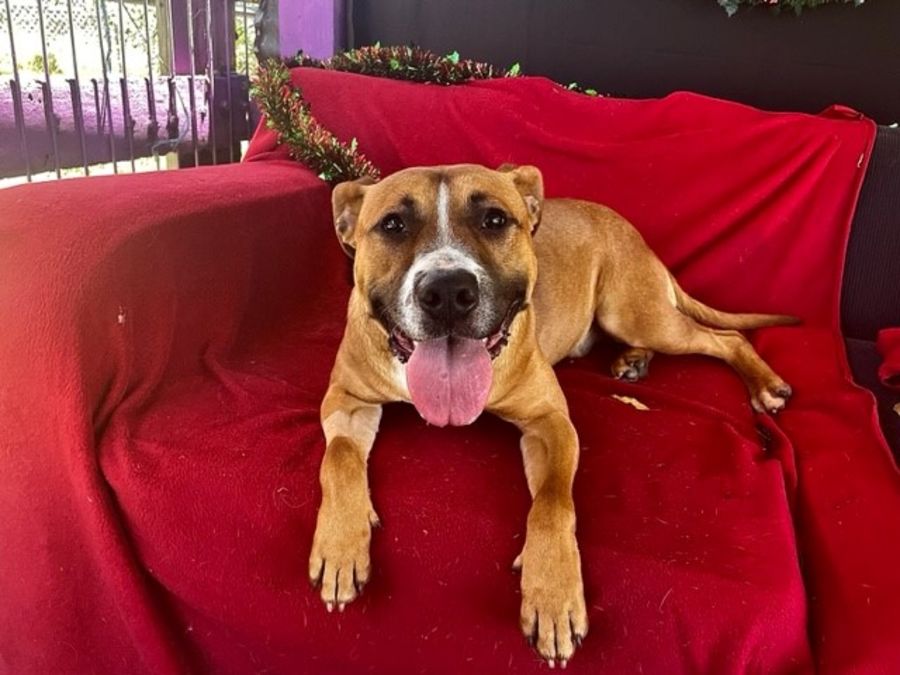 Archie (IMP No. 1966) - Medium Male American Staffordshire Bull Terrier ...