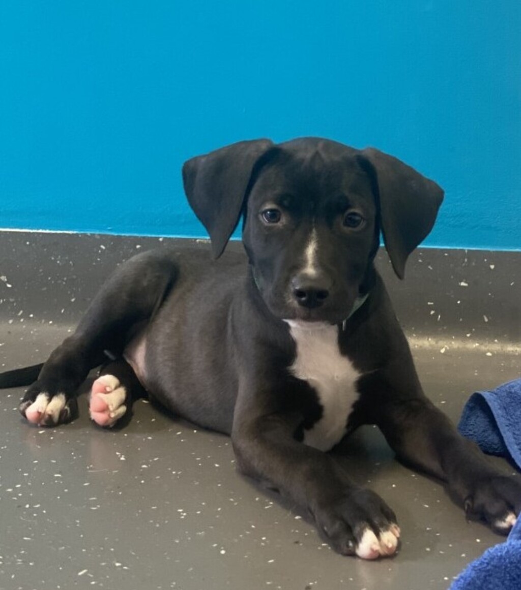 Jax - Large Male Bull Arab Mix Dog in QLD - PetRescue