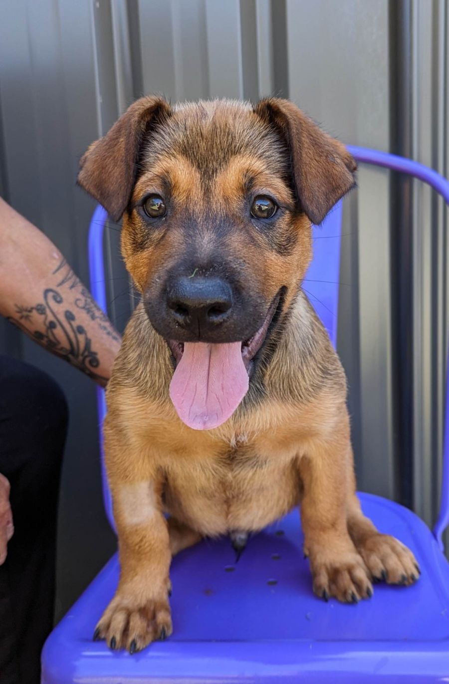 Mozart - Large Male Rottweiler x Staffy Dog in NSW - PetRescue