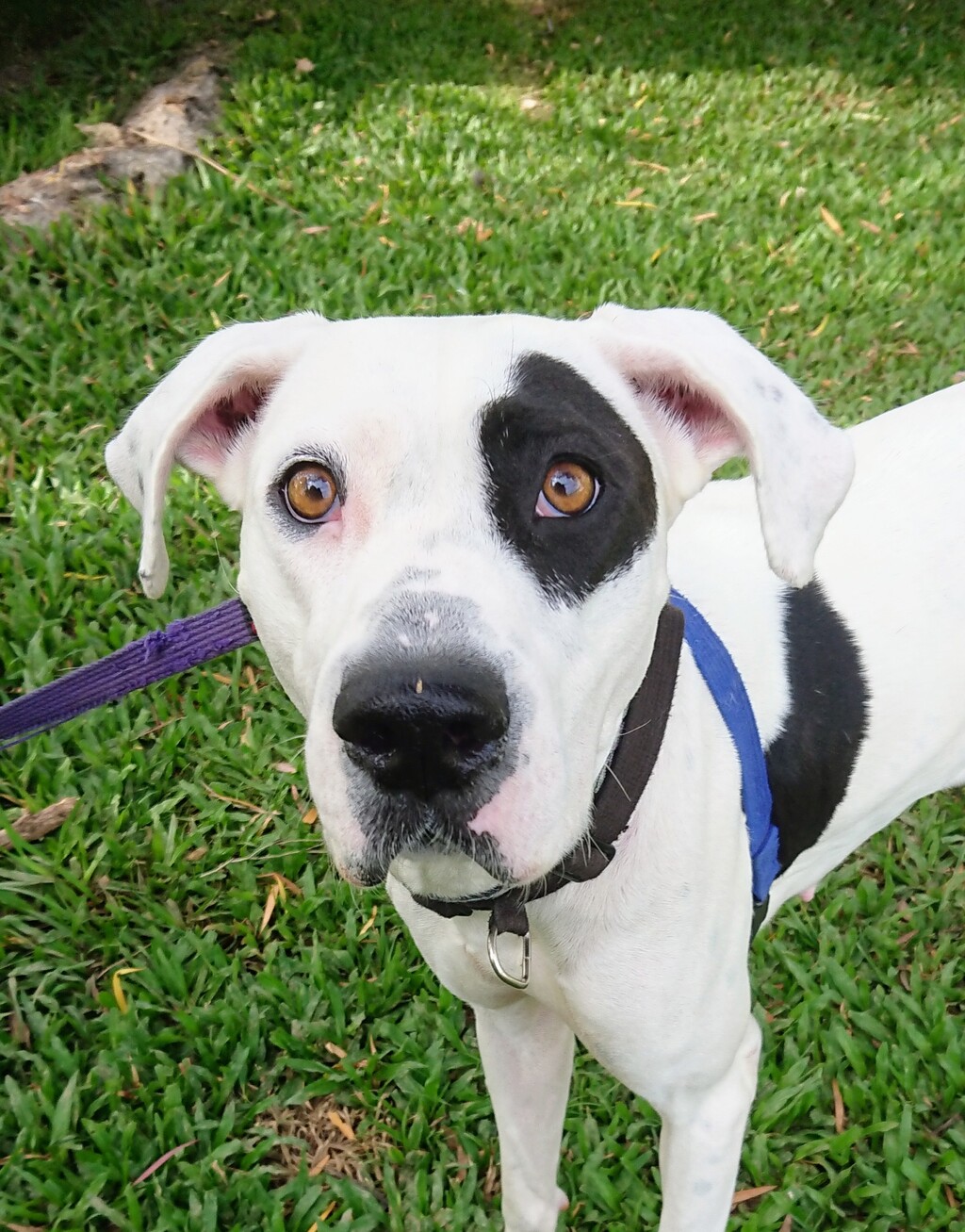 Maggie - Large Female Bull Arab Mix Dog in QLD - PetRescue