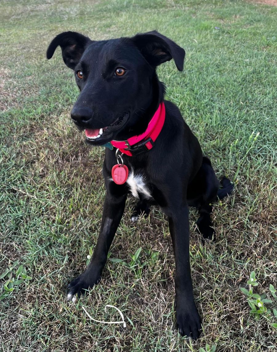 Tilly - Medium Female Border Collie x Labrador x Kelpie Mix Dog in QLD ...