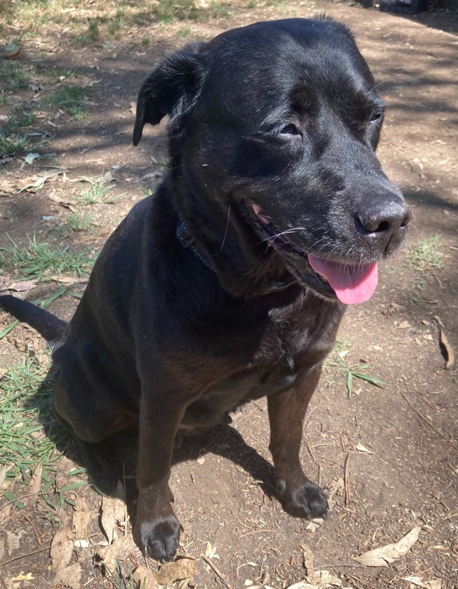 Cherry - Large Female Labrador Dog in NSW - PetRescue