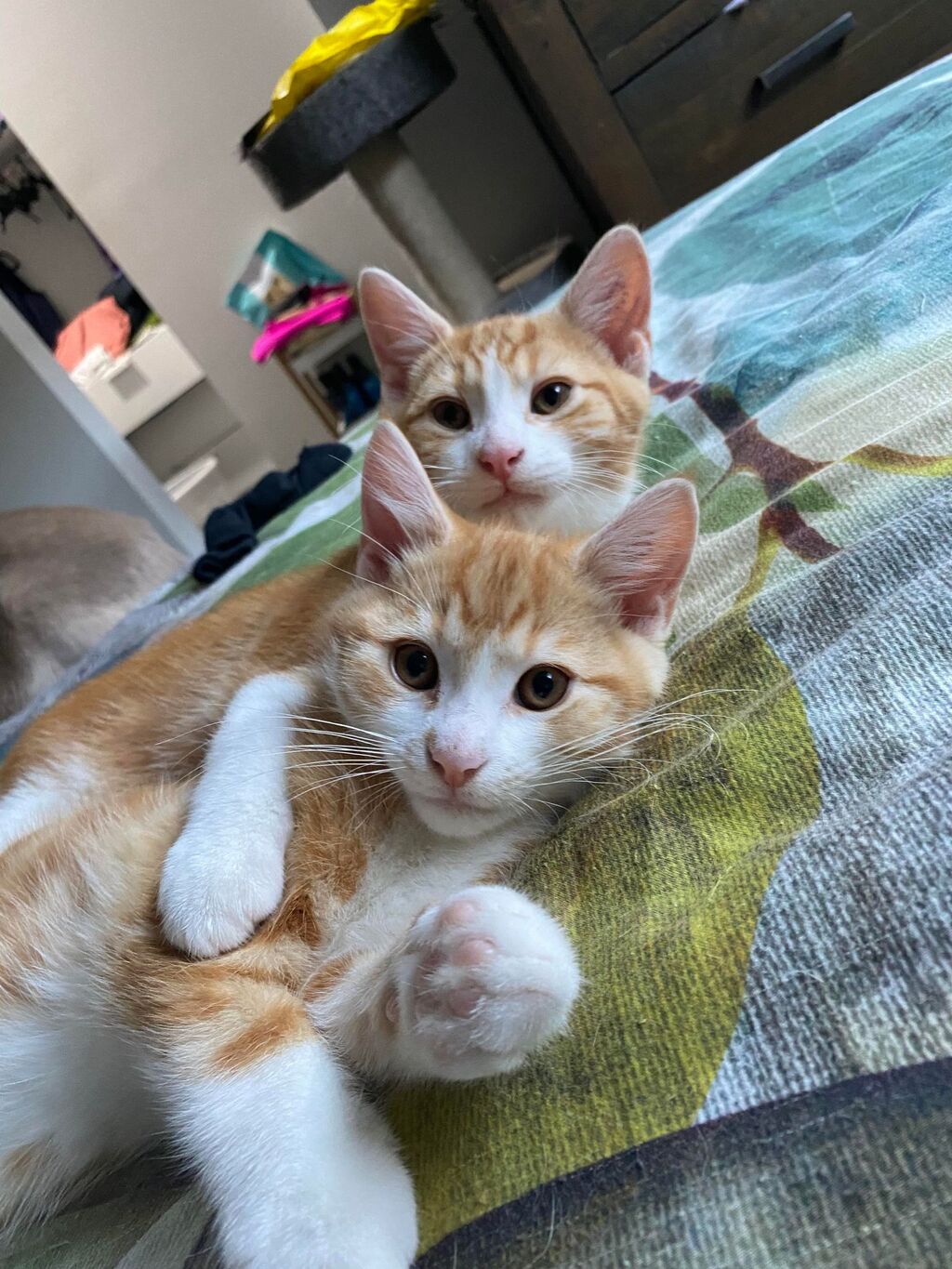 Andy Pesto - Male Dsh Mix Cat in VIC - PetRescue