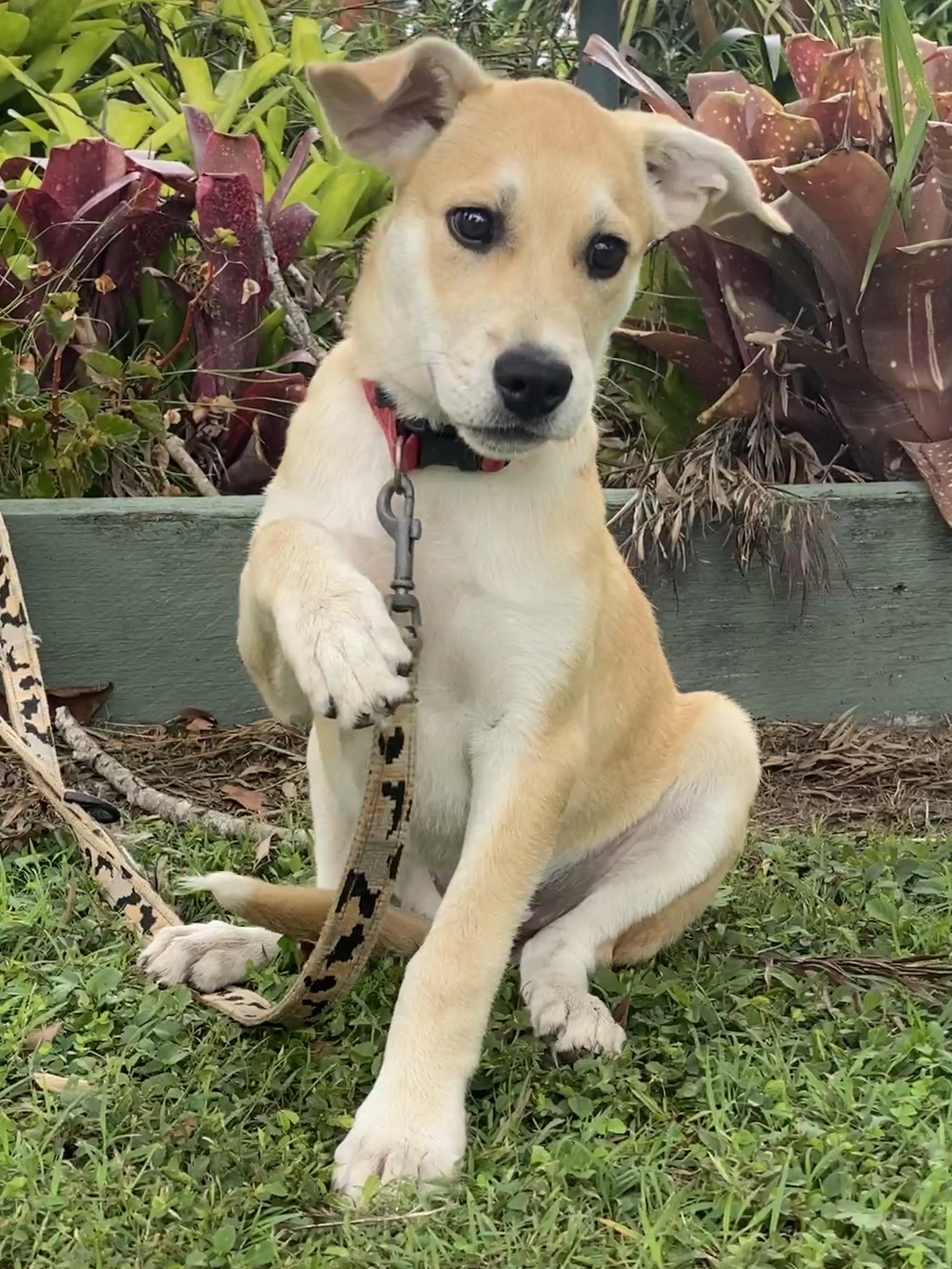 Honey - Large Female Siberian Husky x English Mastiff Mix Dog in QLD ...