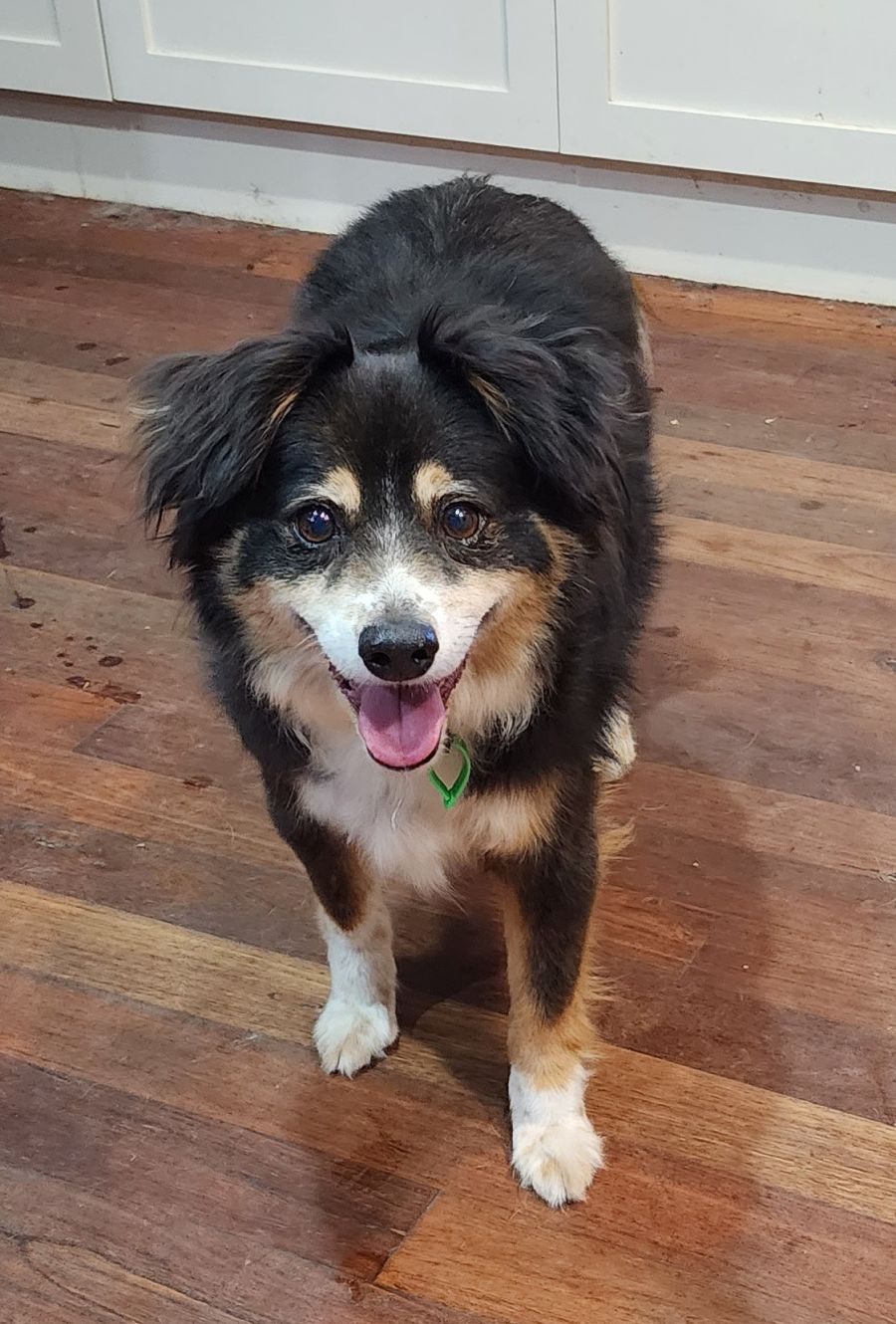 Eddie - Medium Male Border Collie Mix Dog in NSW - PetRescue