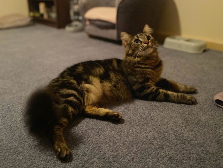 Narla - Female Domestic Medium Hair Cat in NSW - PetRescue