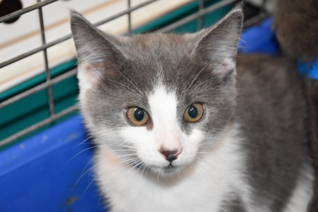 Ceaser - Male Domestic Medium Hair Mix Cat in VIC - PetRescue