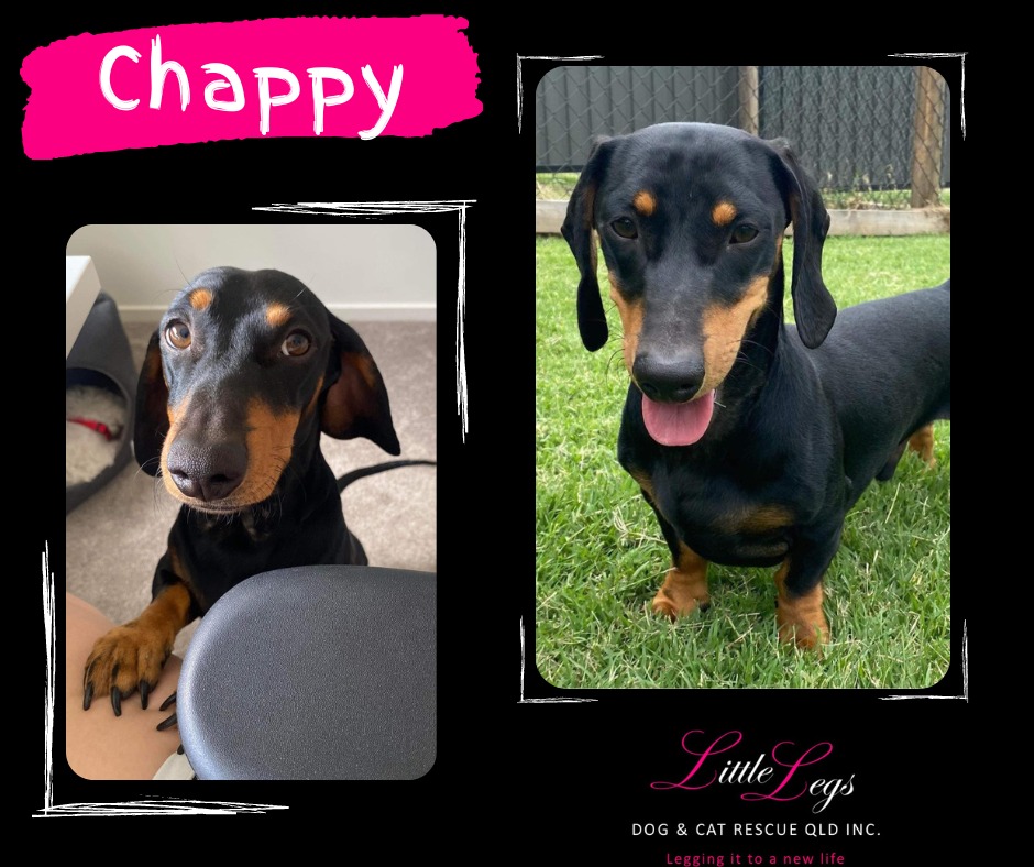 Chappy - Small Male Dachshund Dog in QLD - PetRescue