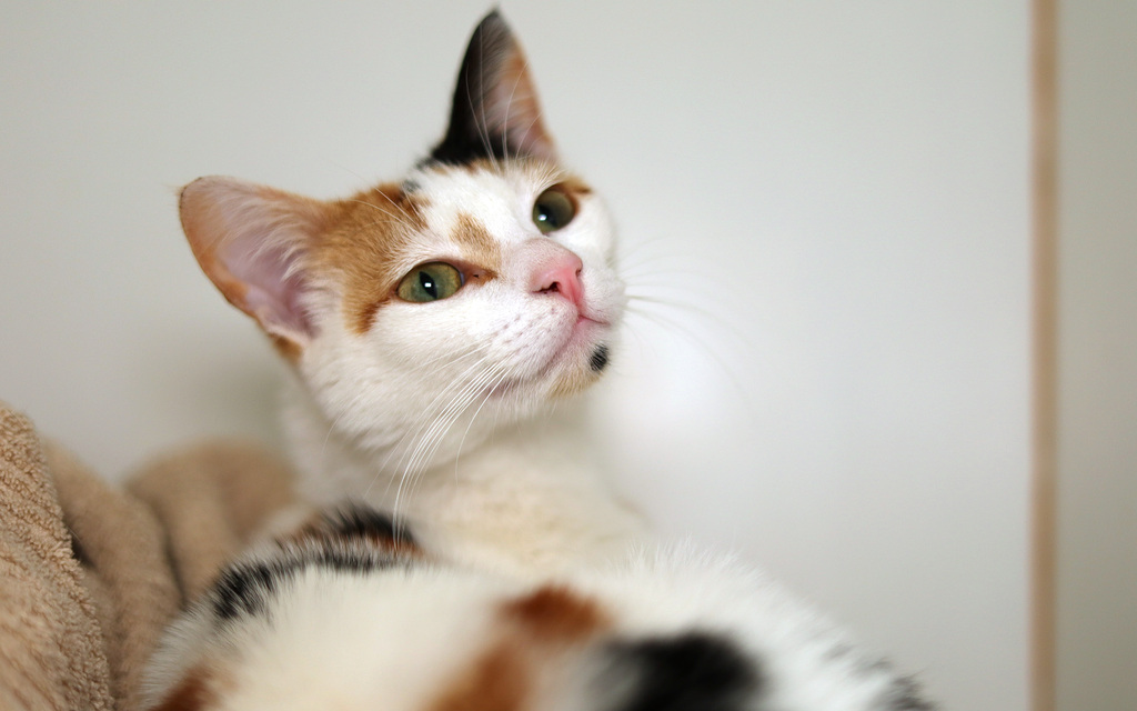 Shuri - Female Domestic Short Hair Mix Cat in VIC - PetRescue