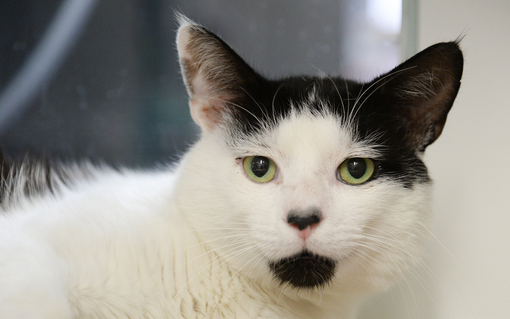 Borat - Male Domestic Short Hair Mix Cat in VIC - PetRescue
