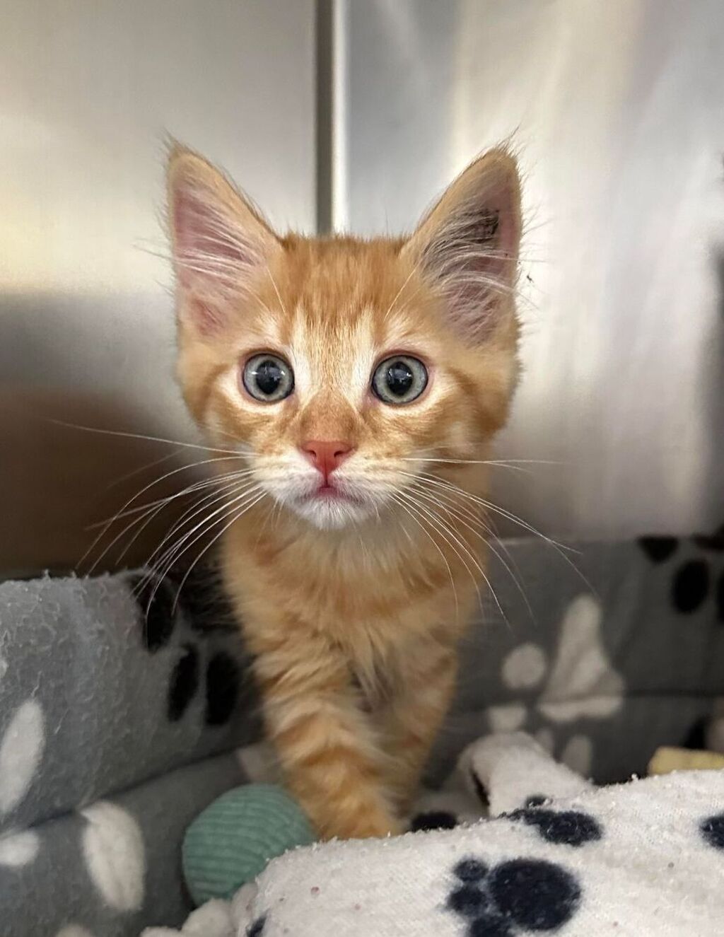 Mongo - Male Domestic Short Hair Cat in ACT - PetRescue