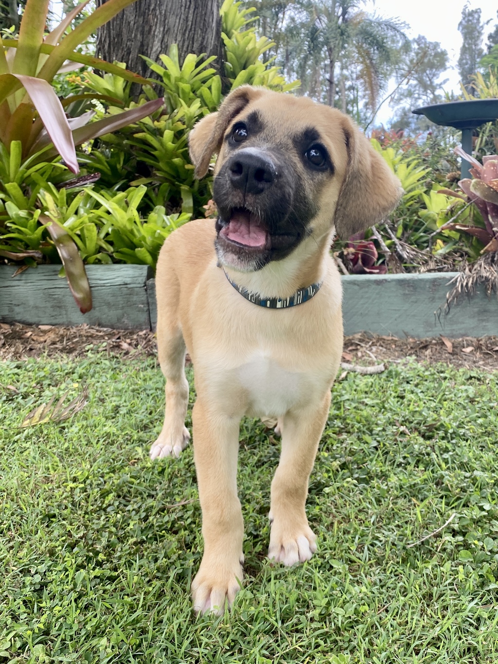Rufus - Large Male Siberian Husky x English Mastiff Mix Dog in QLD ...