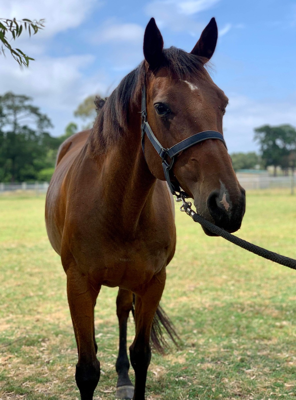 Comet - Female Thoroughbred Horse in VIC - PetRescue