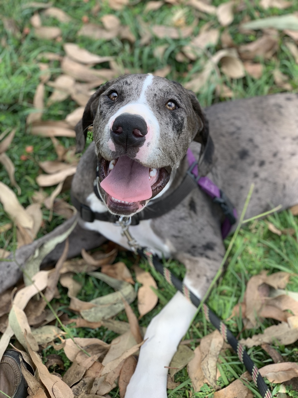 Bean - Large Female Bull Arab x Great Dane Mix Dog in QLD - PetRescue