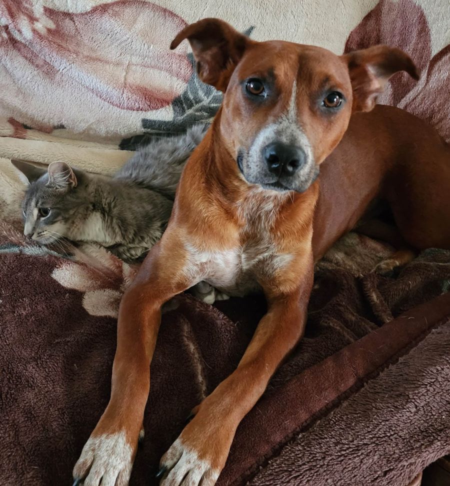 Ruby - Medium Female Border Collie x Bull Arab Mix Dog in QLD - PetRescue