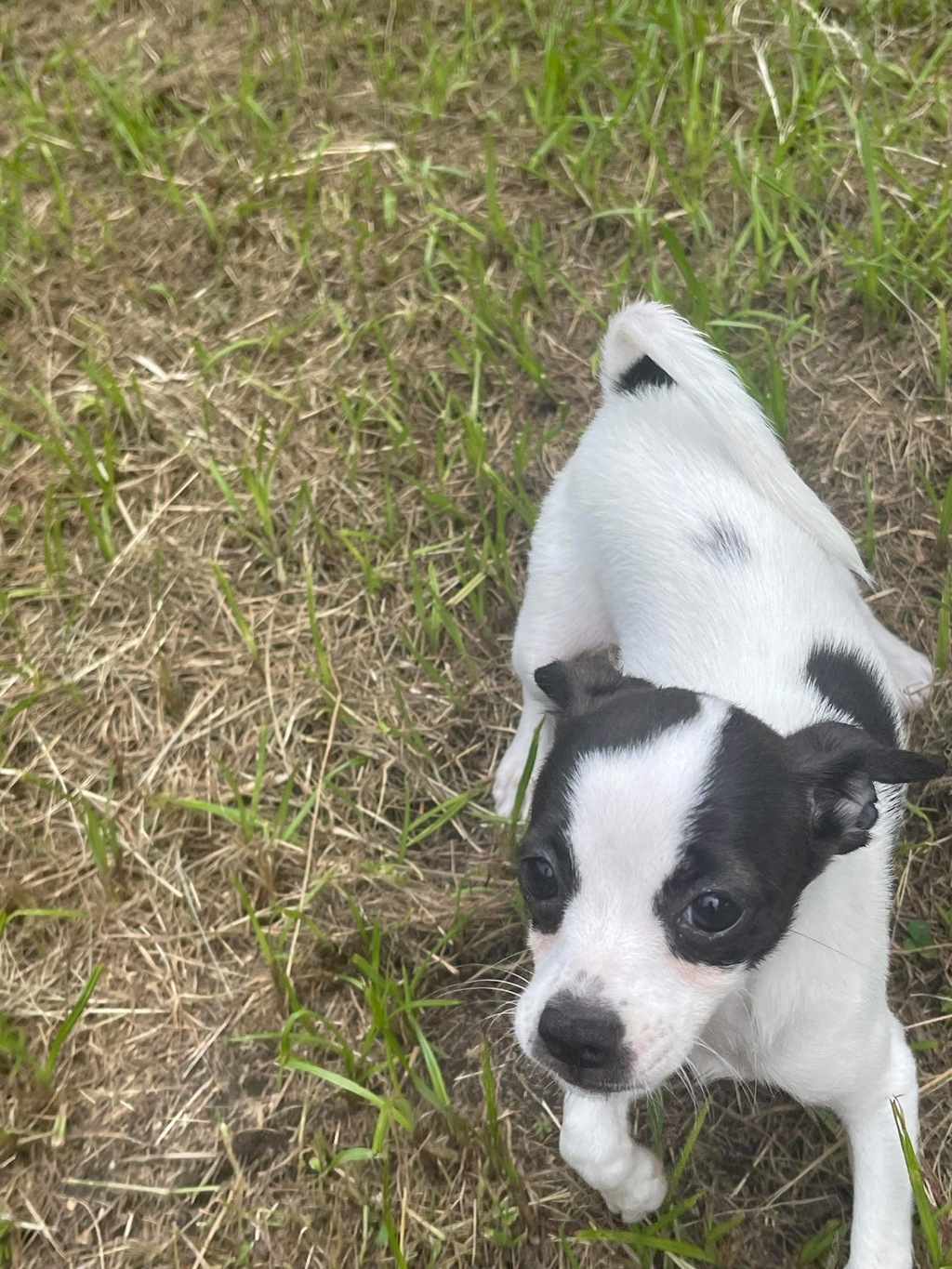 Suicune - Small Female Italian Greyhound x Japanese Chin Mix Dog in QLD ...