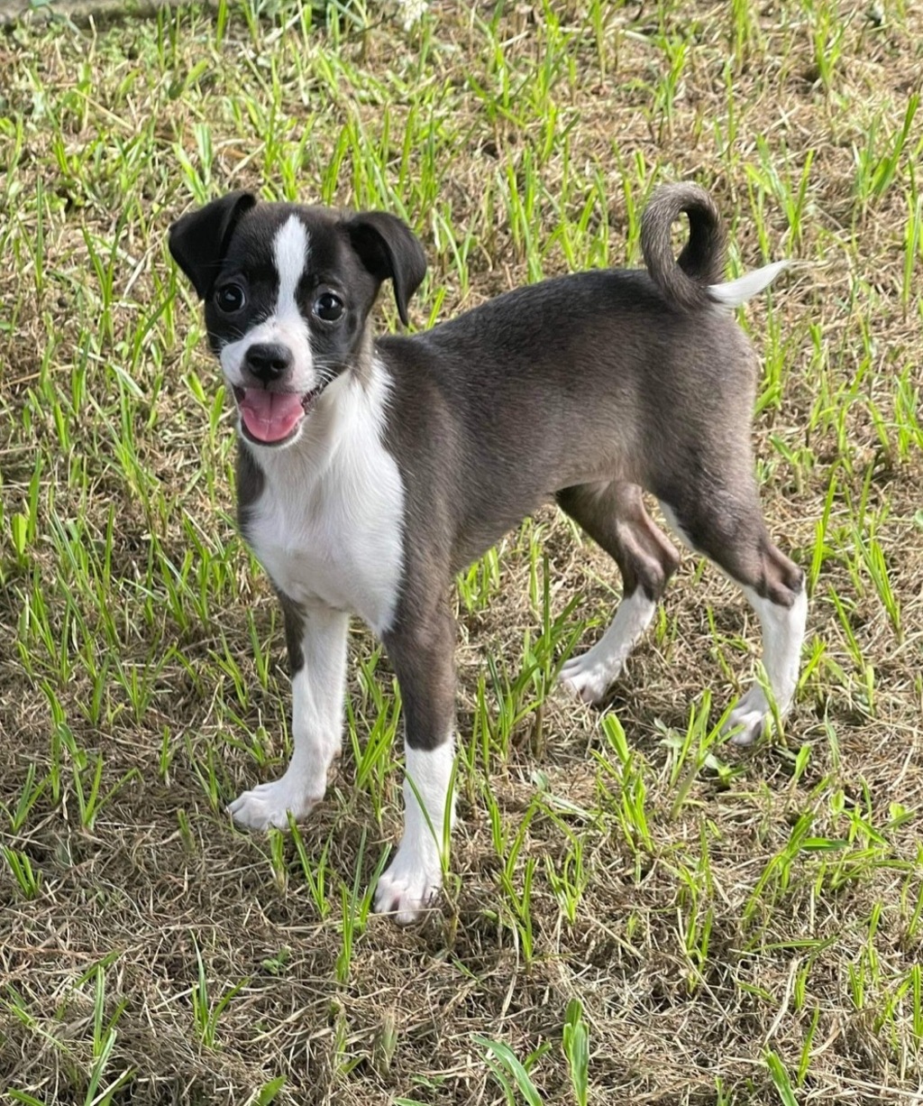 Entei - Small Female Italian Greyhound x Japanese Chin Mix Dog in QLD ...