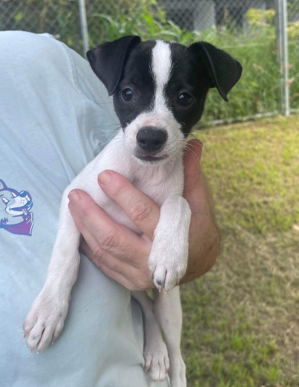 Raikou - Small Male Italian Greyhound x Japanese Chin Mix Dog in QLD ...