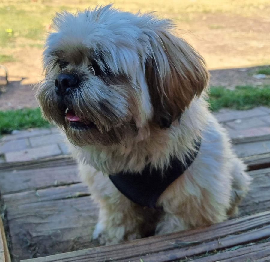 Ralfie - Small Male Lhasa Apso Dog in VIC - PetRescue