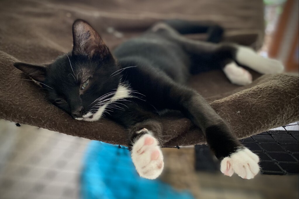 Herbert (herbie) - Male Domestic Short Hair Mix Cat in QLD - PetRescue