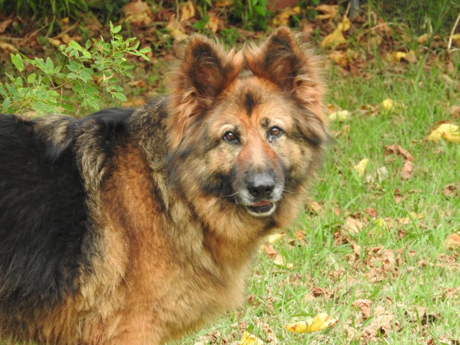 Sheba - Large Female German Shepherd Dog in NSW - PetRescue