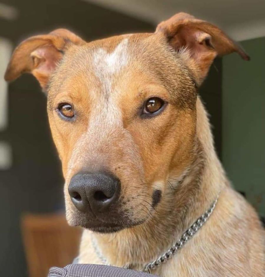 Tabasco - Medium Male Red Heeler Mix Dog in VIC - PetRescue
