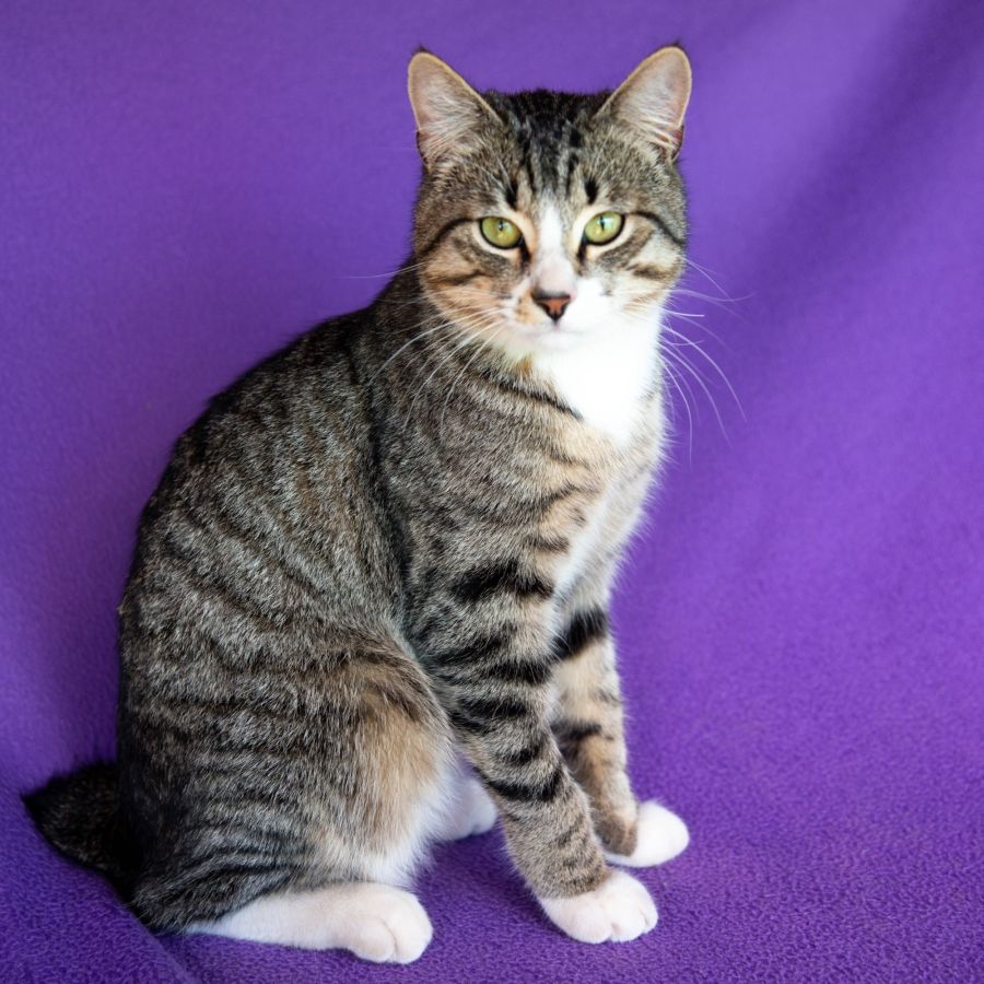 Bobby - Male Manx Mix Cat in QLD - PetRescue