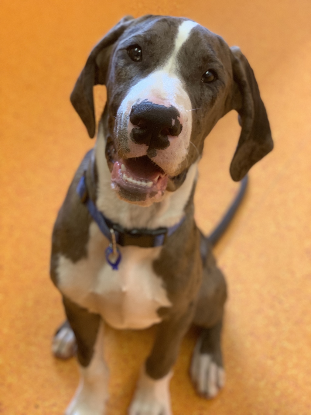 Pablo - Large Male Bull Arab x Great Dane Mix Dog in QLD - PetRescue