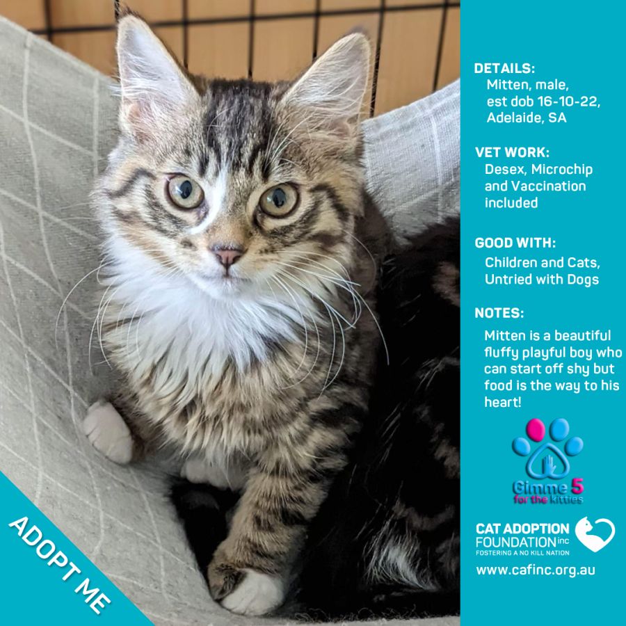 Mitten - Male Domestic Medium Hair Cat in SA - PetRescue