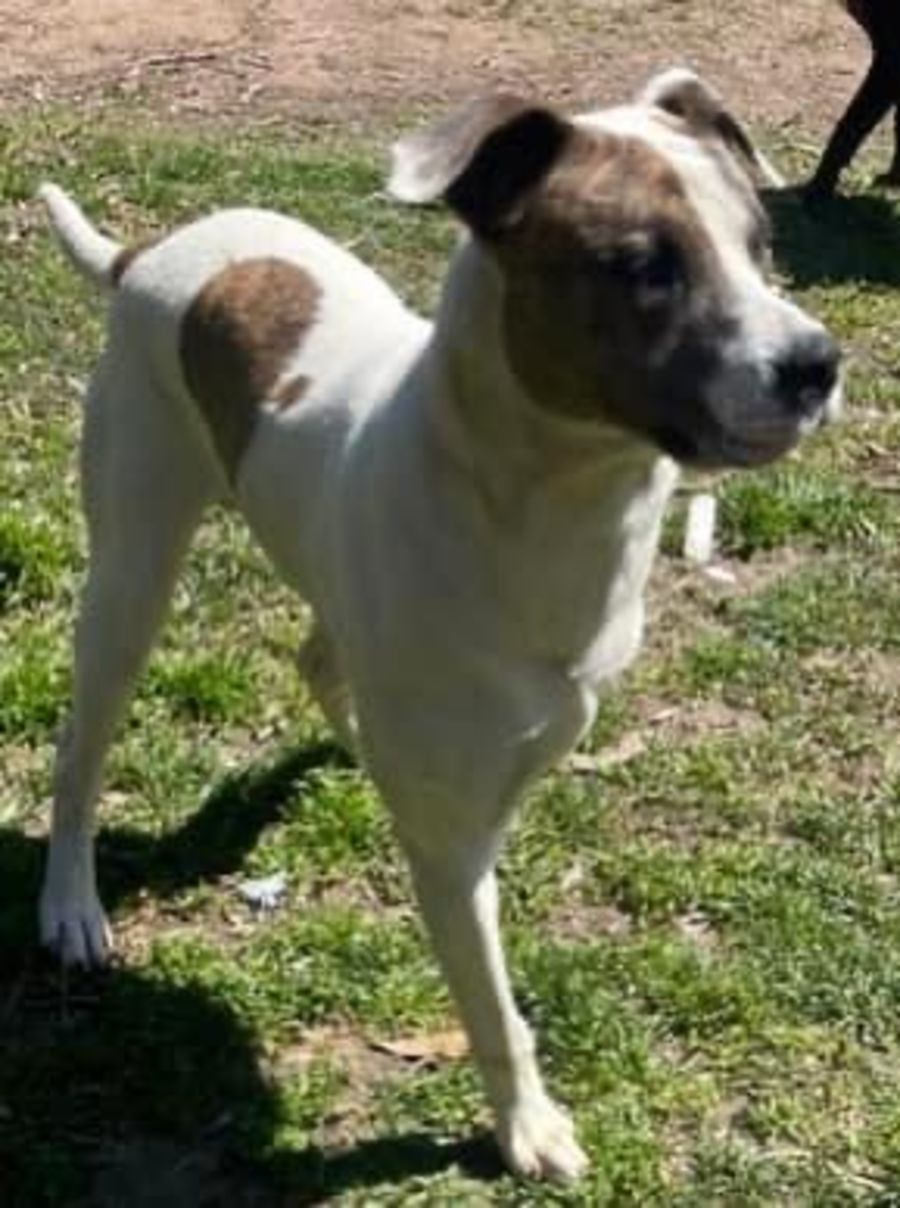 Oden - Large Male Bull Arab Mix Dog in NSW - PetRescue