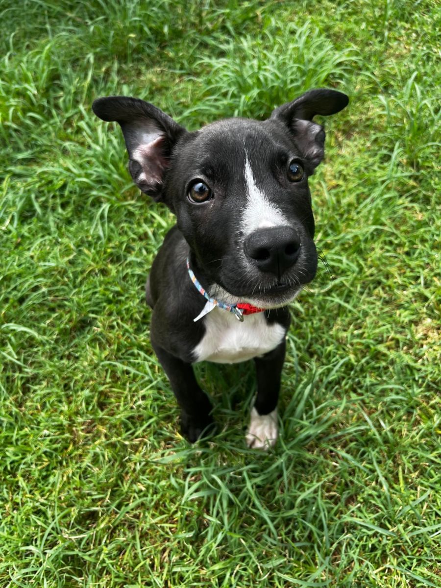 Bryce - Medium Male Mastiff Mix Dog in QLD - PetRescue