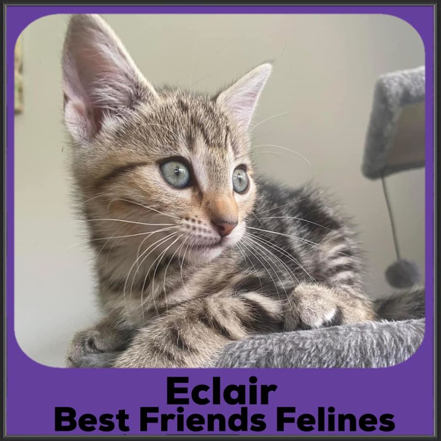 Eclair - Female Domestic Short Hair Cat in QLD - PetRescue