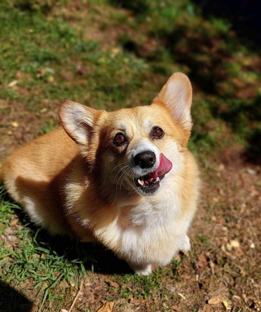 Rosie 🥰 - Small Female Corgi, Pembroke Dog in NSW - PetRescue