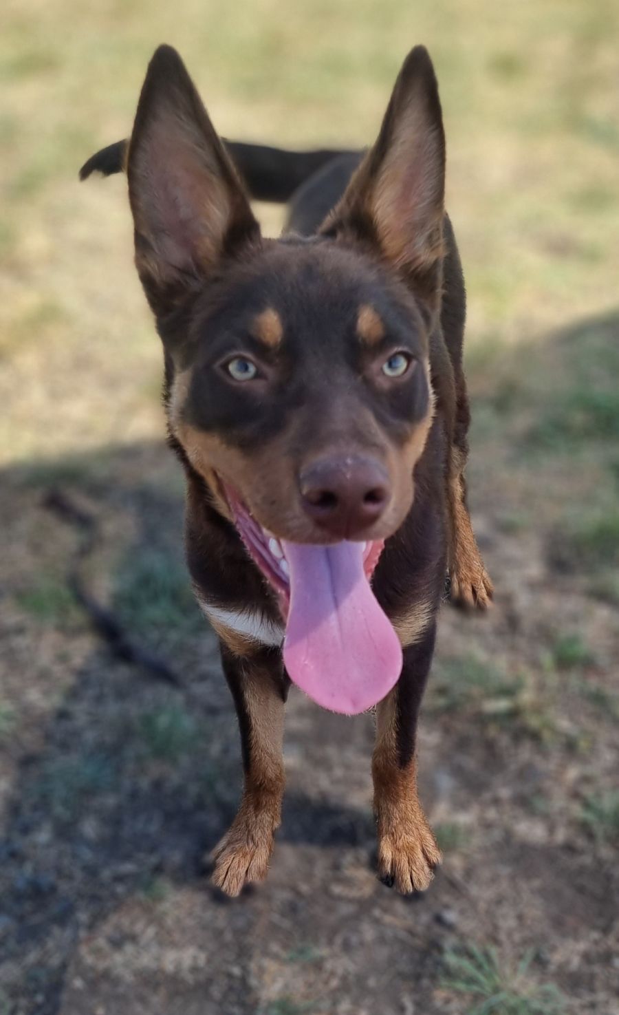 Bluey - 59276 - Medium Male Kelpie Dog in VIC - PetRescue