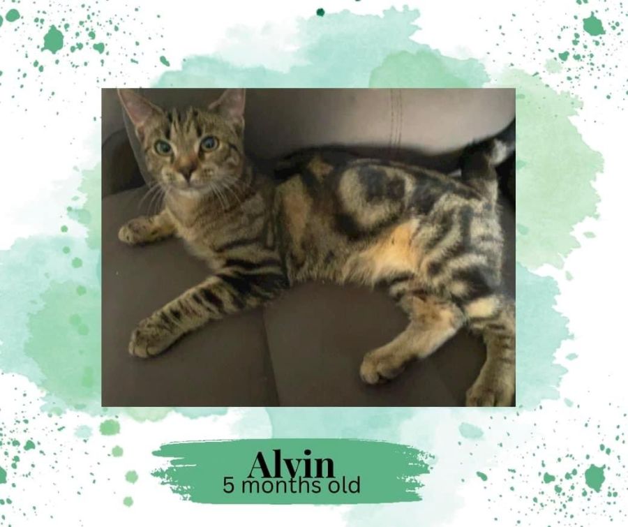 Alvin - Male Domestic Short Hair Cat in VIC - PetRescue