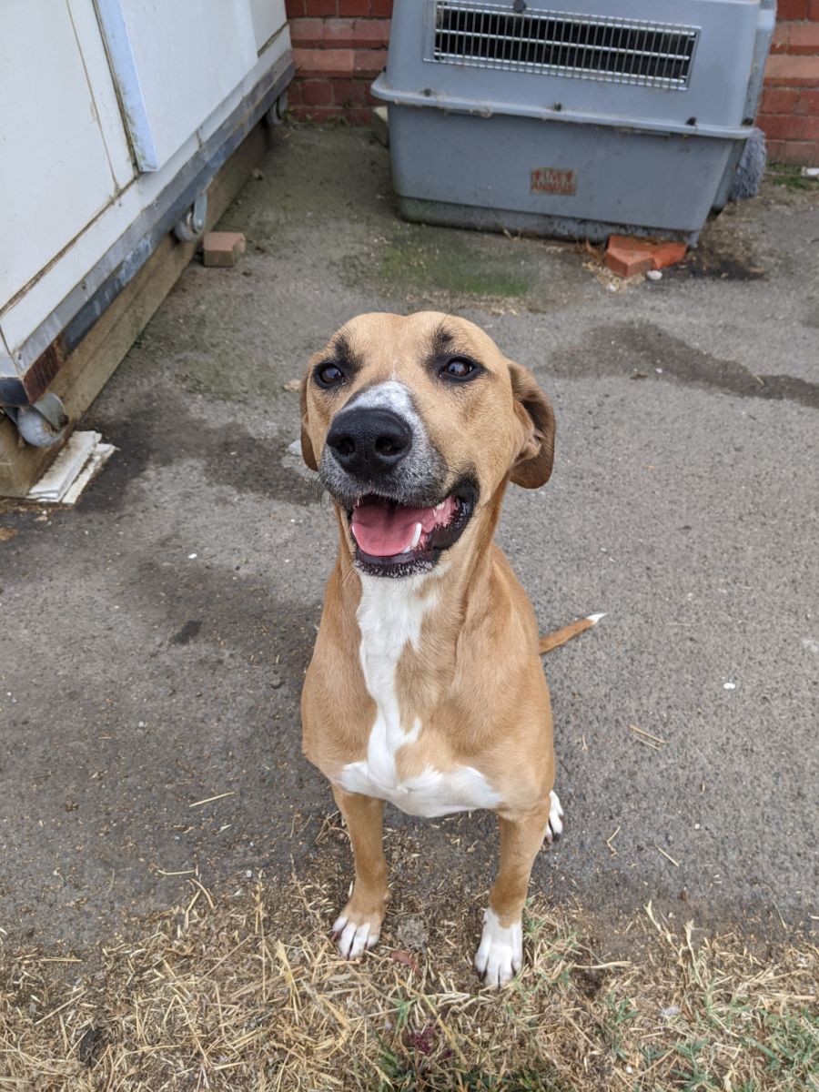Lucy - Large Female Rhodesian Ridgeback x Kelpie Mix Dog in VIC - PetRescue